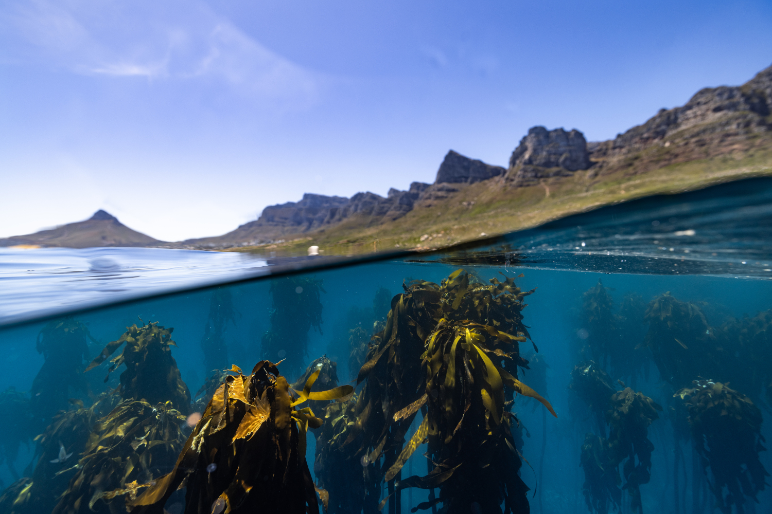 Karma Kelp | Seaweed Biostimulant for Sustainable Farming
